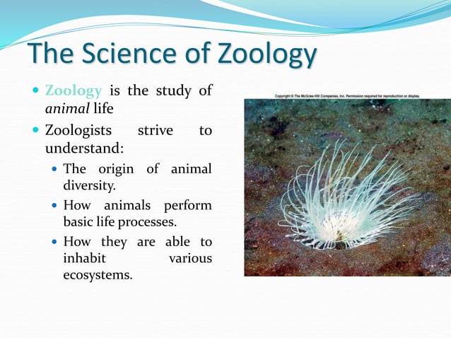 Animal Diversity ........ Introduction | PPT