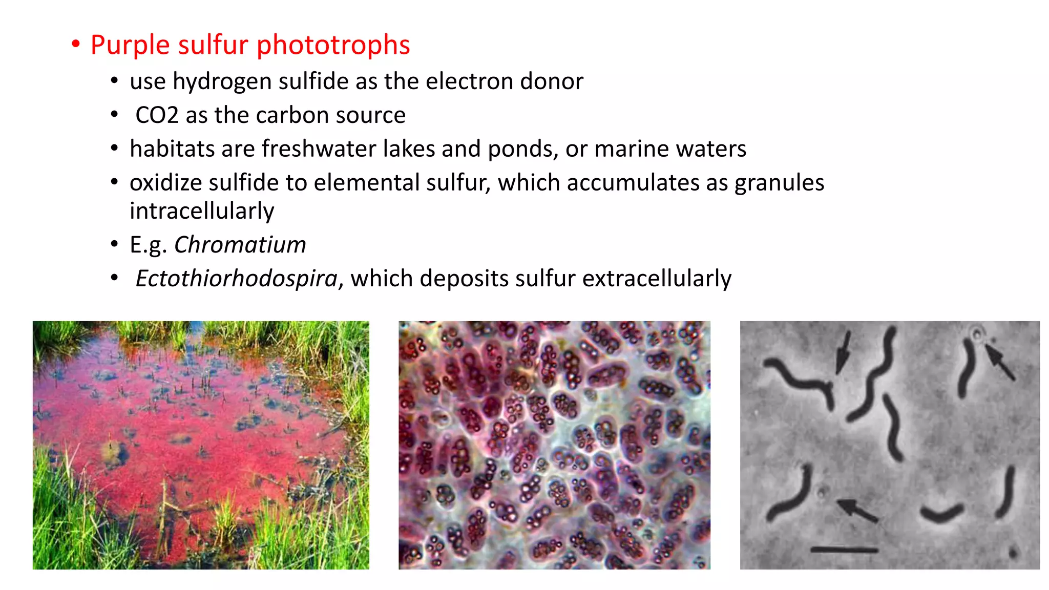 photosynthetic microorganisms (microbial metabolism) | PPTX