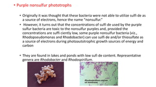 photosynthetic microorganisms (microbial metabolism) | PPTX
