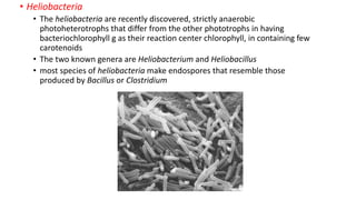 photosynthetic microorganisms (microbial metabolism) | PPTX