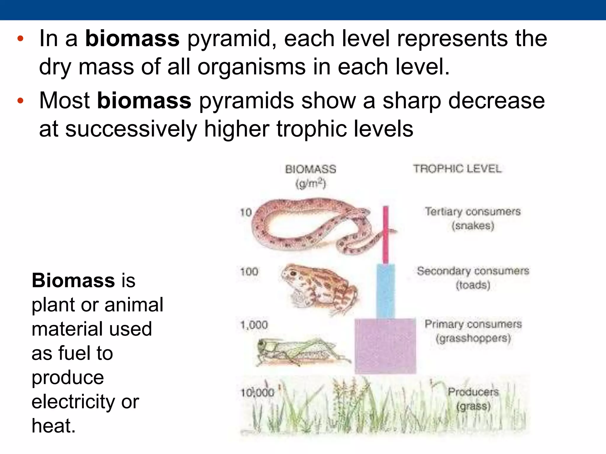 energy flow in ecosystems | PPT