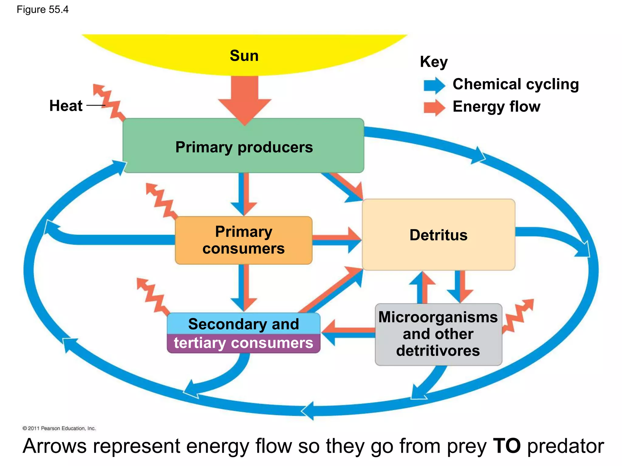 energy flow in ecosystems | PPT
