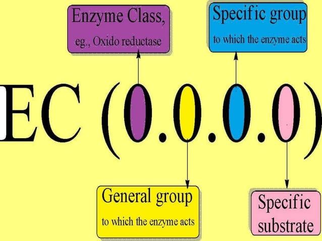 Nomenclature of enzymes | PPT