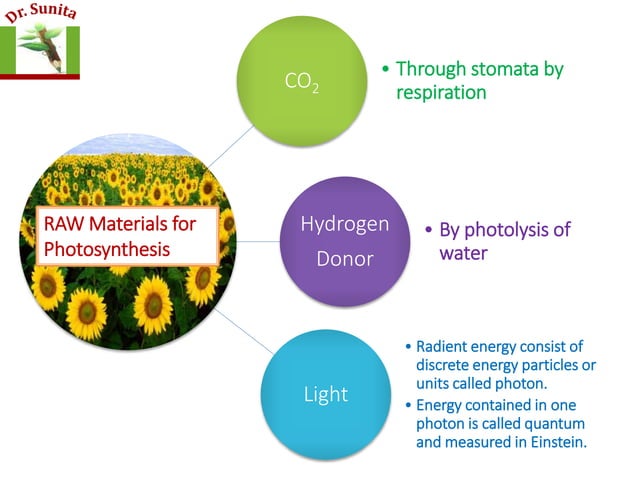 Photosynthesis - Introduction | PPT