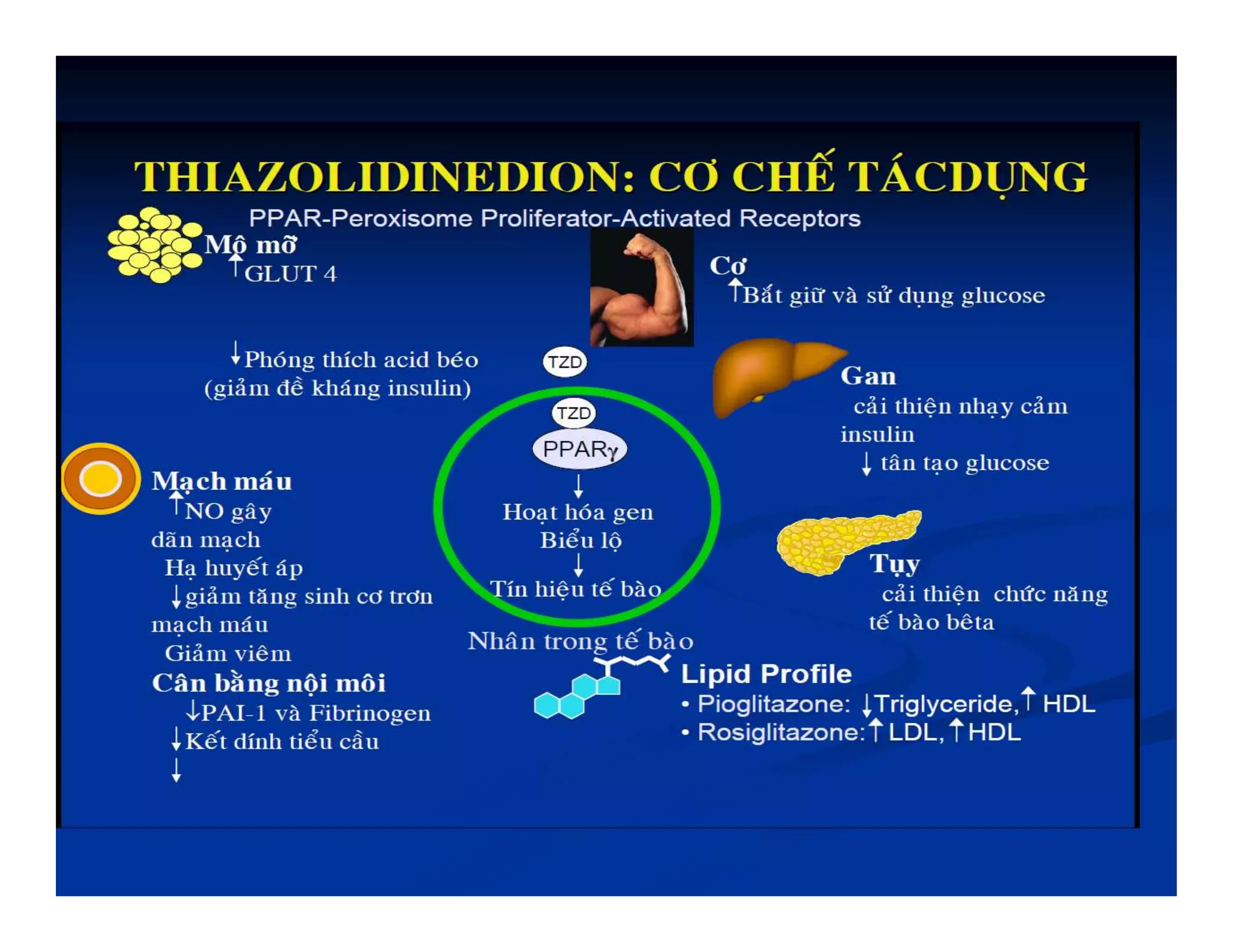 ĐIÊU TRỊ ĐÁI THÁO ĐƯỜNG | PDF