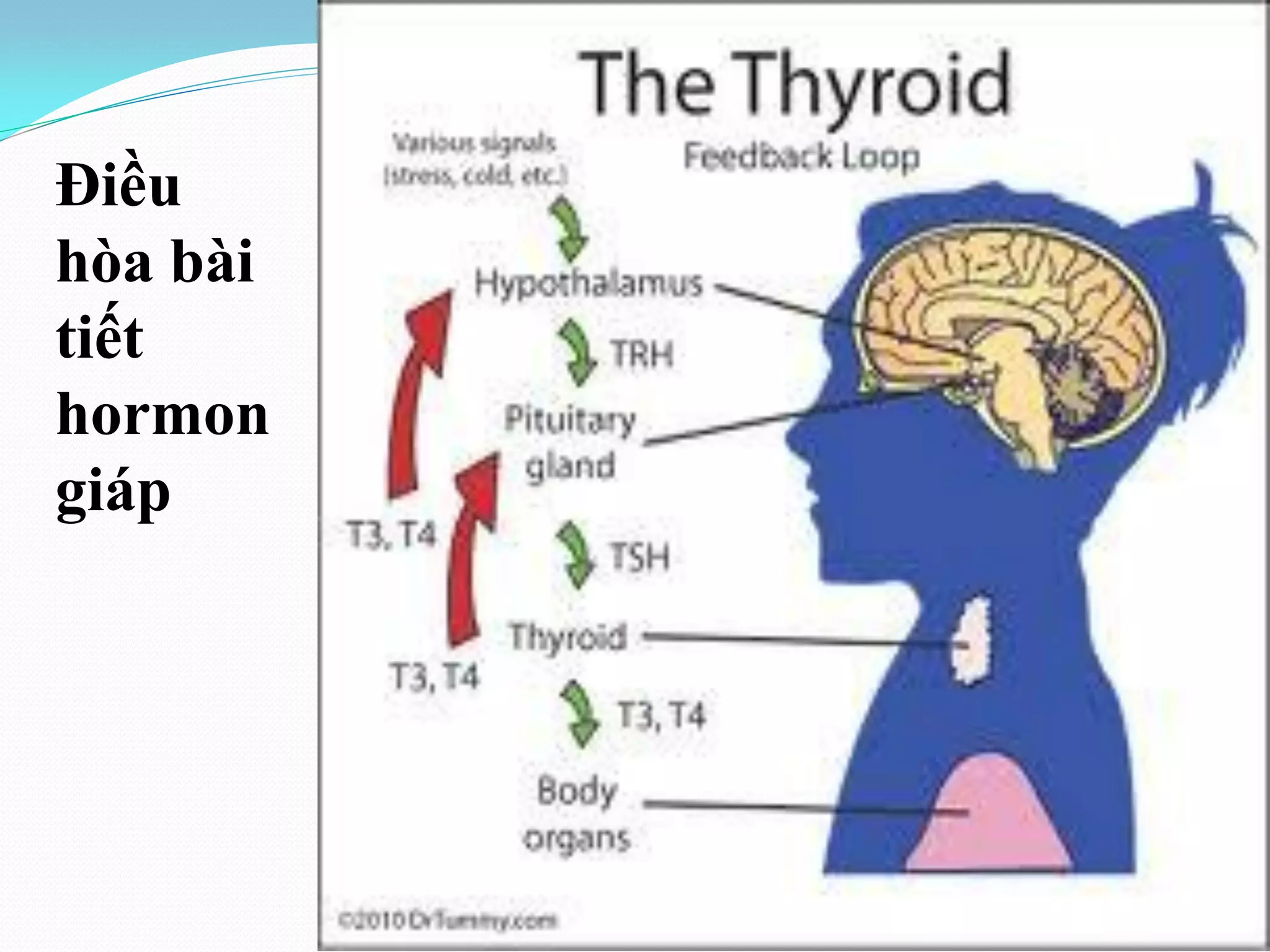 HỘI CHỨNG NHIỄM ĐỘC GIÁP ( CƯỜNG GIÁP) | PDF