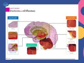 1.2 brain system | PPT