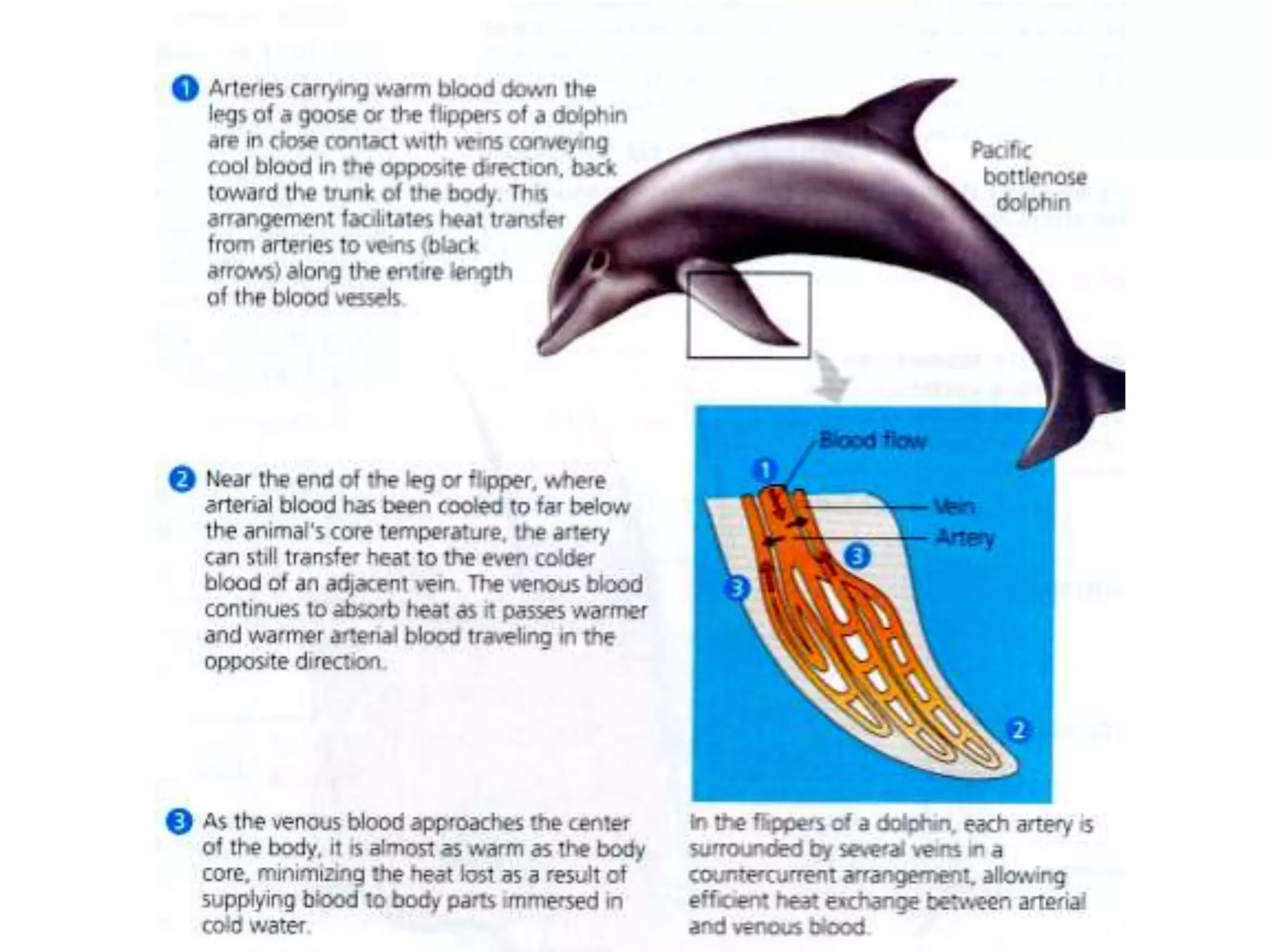 1. animal form and function. animal form and function. animal form and ...