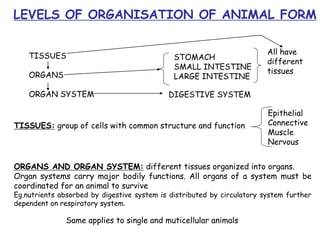 1. animal form and function. animal form and function. animal form and ...