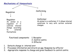 1. animal form and function. animal form and function. animal form and ...