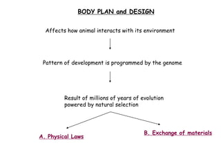 1. animal form and function. animal form and function. animal form and ...