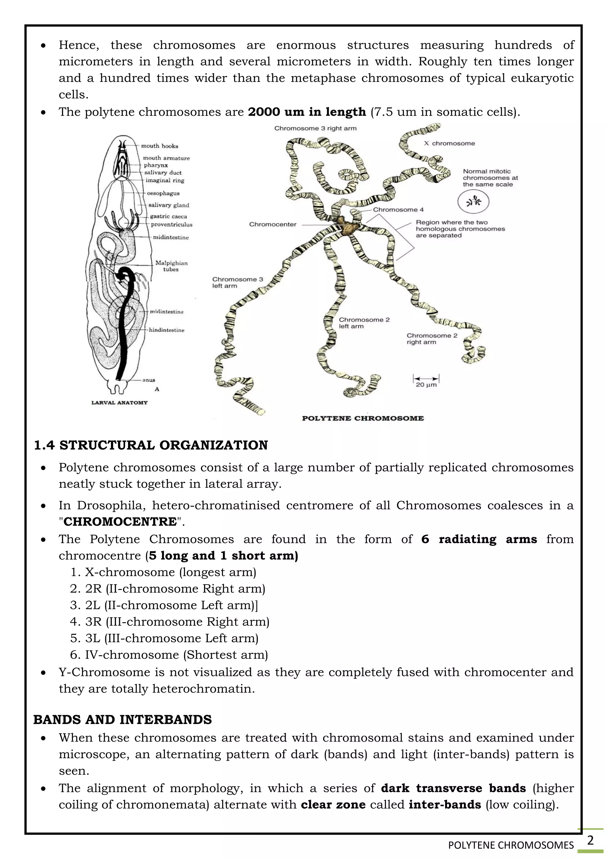 2. Special chromosomes - Polytene chromosomes | PDF | Biological ...