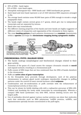 2. Special chromosomes - Polytene chromosomes | PDF | Biological ...