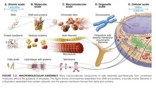 1. introduction to cell biology | PPTX | Biological Sciences | Science