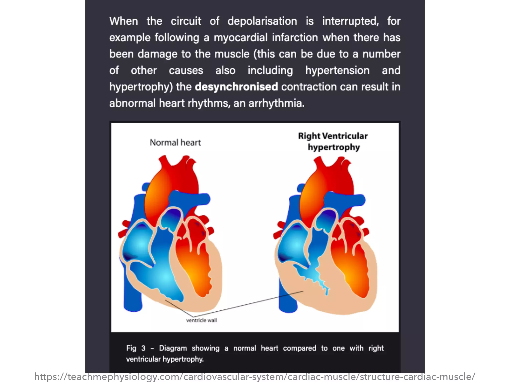 1. cardiac muscle | PDF