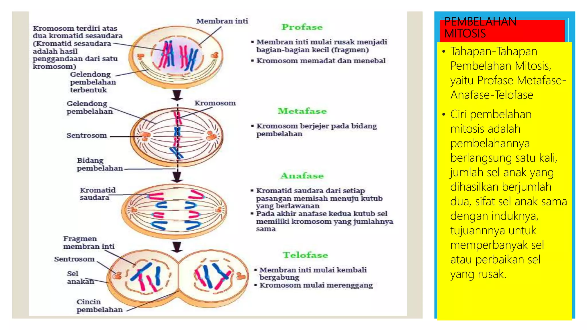 1. pembelahan sel | PPTX