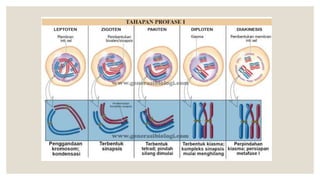 1. pembelahan sel | PPT