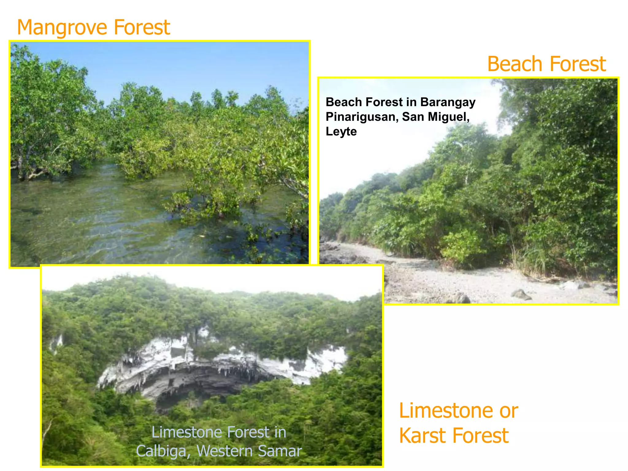 Introduction to Forestry (Philippines) | PPTX