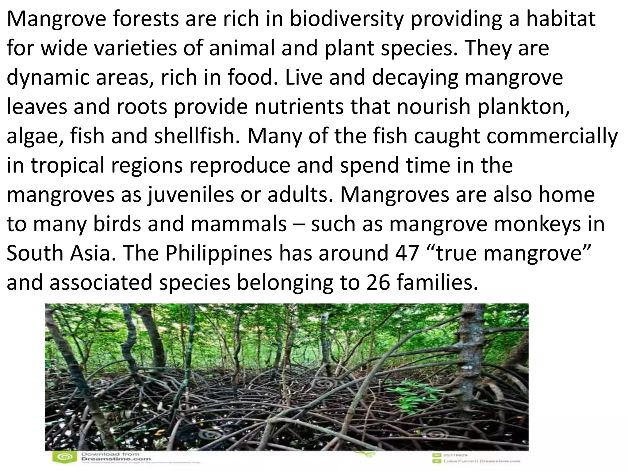 Introduction to Forestry (Philippines) | PPTX