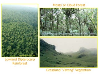 Introduction to Forestry (Philippines) | PPTX