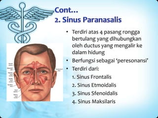 anatomi dan fisiologi sistem pernafasan | PPT