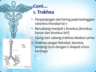 anatomi dan fisiologi sistem pernafasan | PPTX