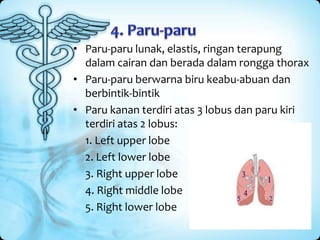 anatomi dan fisiologi sistem pernafasan | PPT