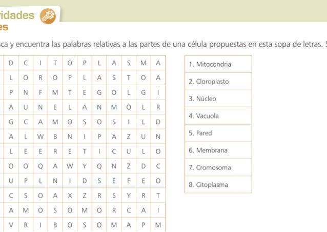 Ejercicio De Sopa De Letras Partes De La Celula | Images and Photos finder