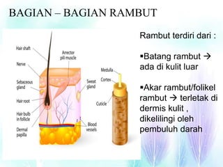 1. pendahuluan dan anatomi kulit rambut | PPT