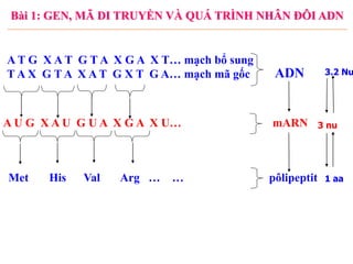 1. bài 1. gen, mã dt | PPT