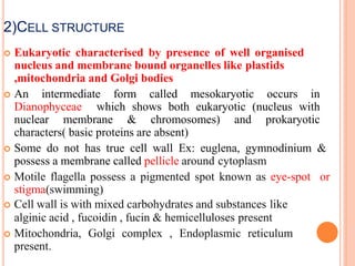 1. algae general characters | PPTX