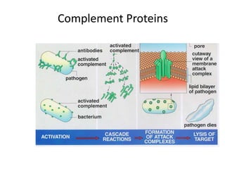 Immune System Part II:The Innate Immune System | PPT