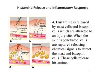 Immune System Part II:The Innate Immune System | PPT