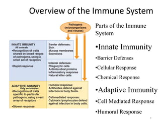 Immune System Part II:The Innate Immune System | PPT