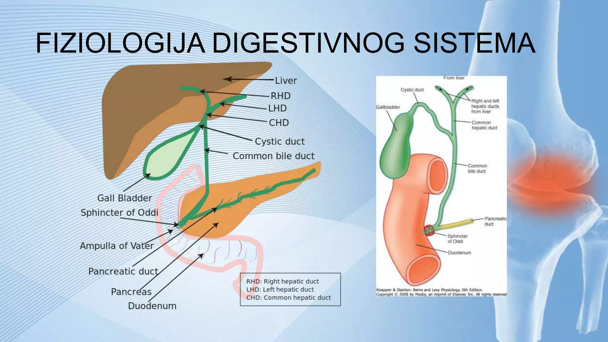 Anatomija i fiziologija digestivnog trakta | PDF