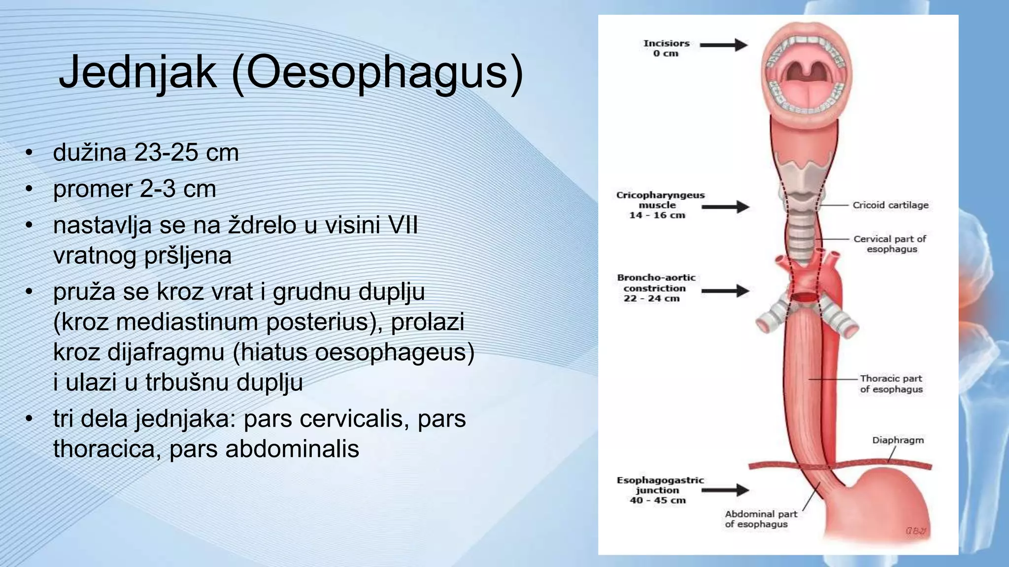 Anatomija i fiziologija digestivnog trakta | PDF