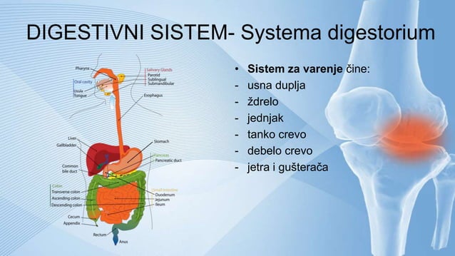 Anatomija i fiziologija digestivnog trakta | PDF
