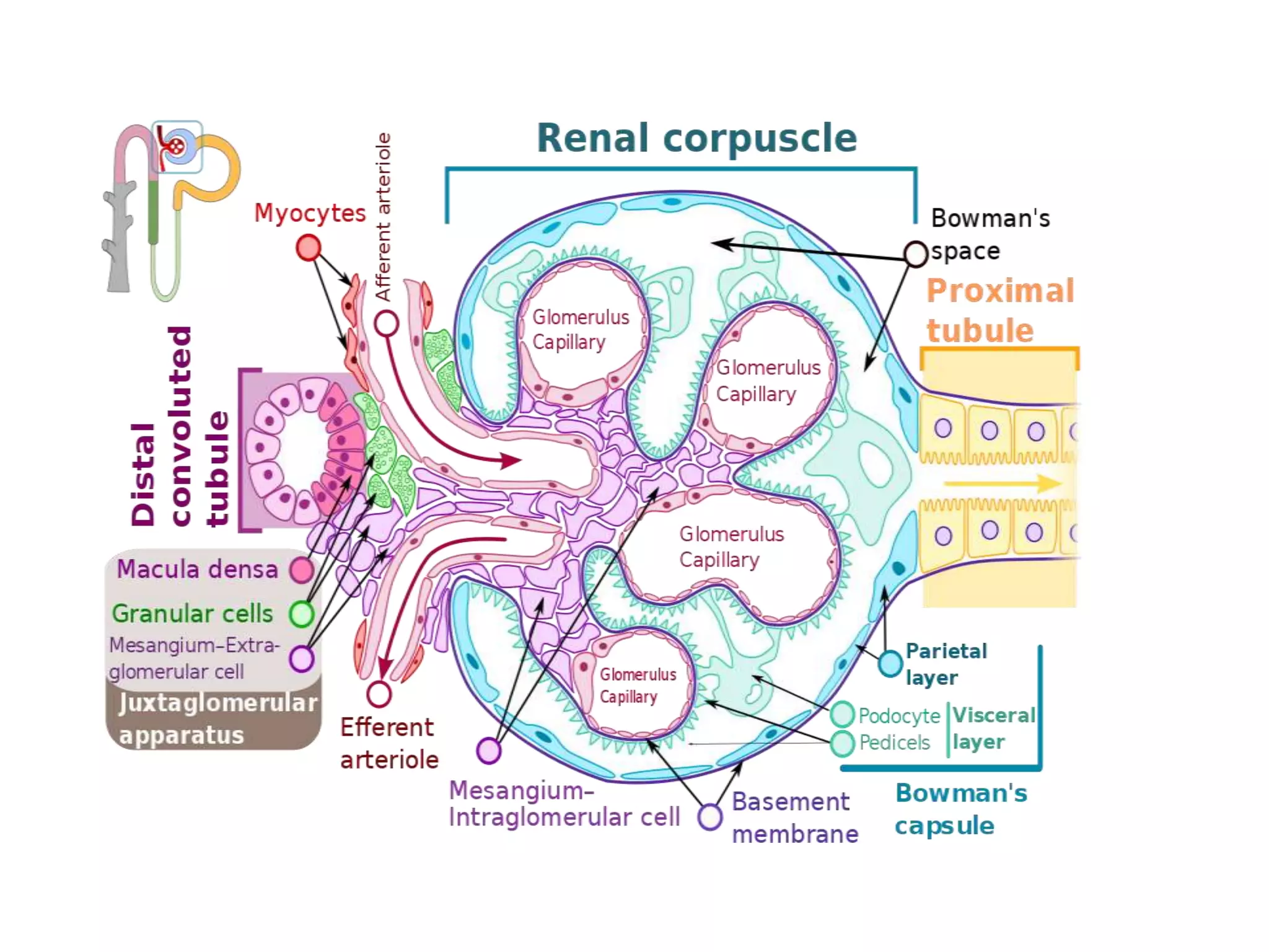 1.primary glomerular diseases | PPTX