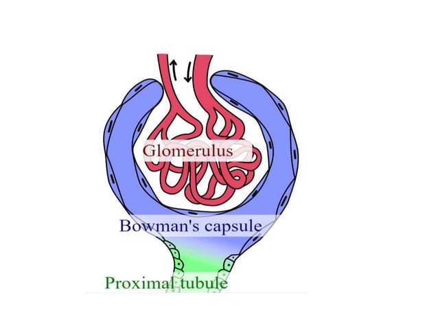 1.primary glomerular diseases | PPTX | Blood Disorders | Diseases and Conditions