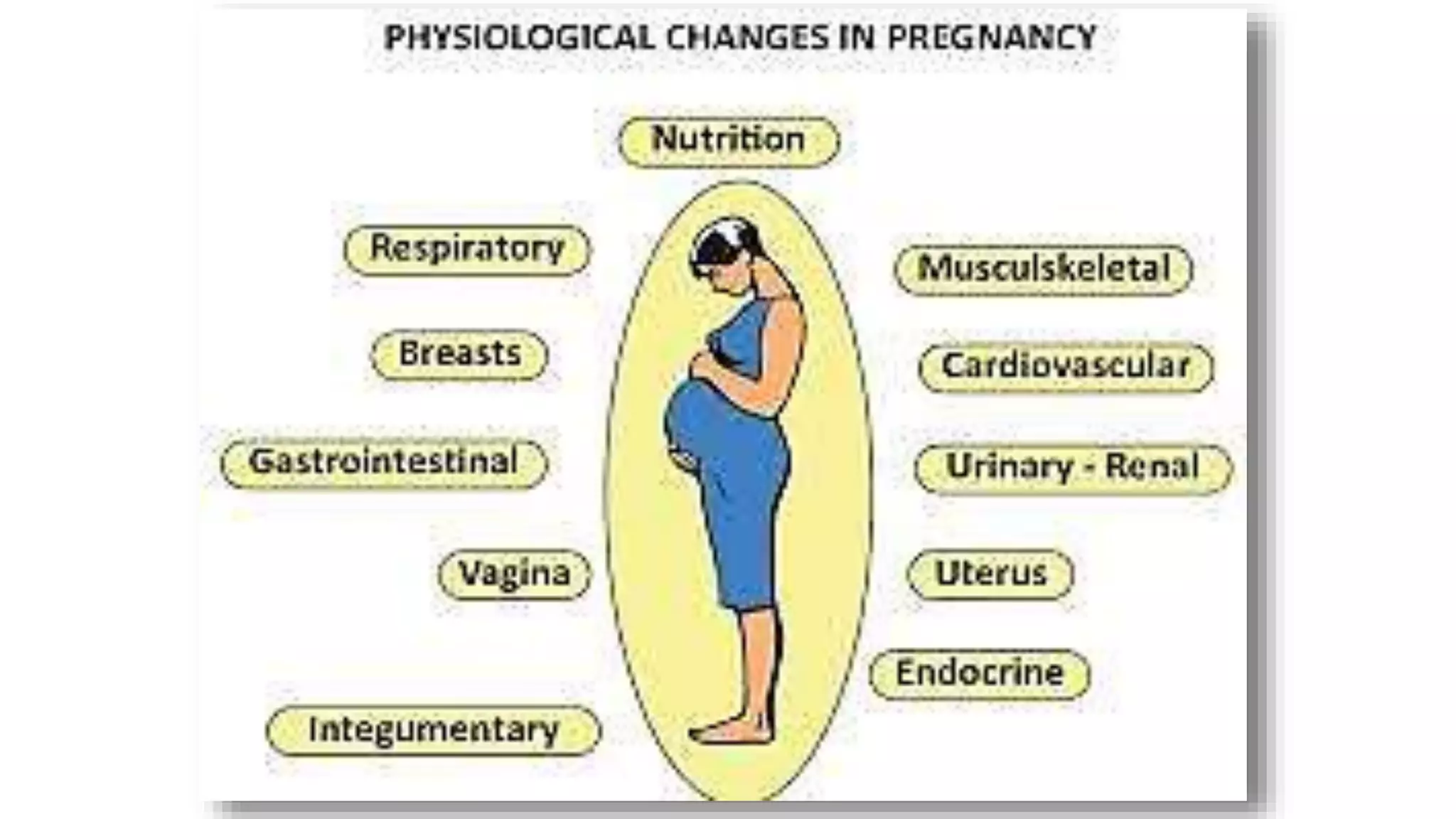 1. 2. physiology of pregnancy | PPTX