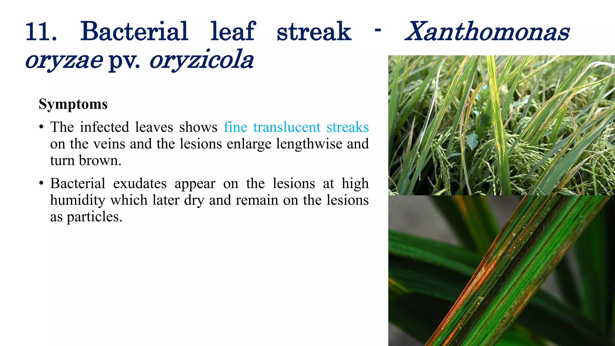 1. Diseases of rice | PPTX