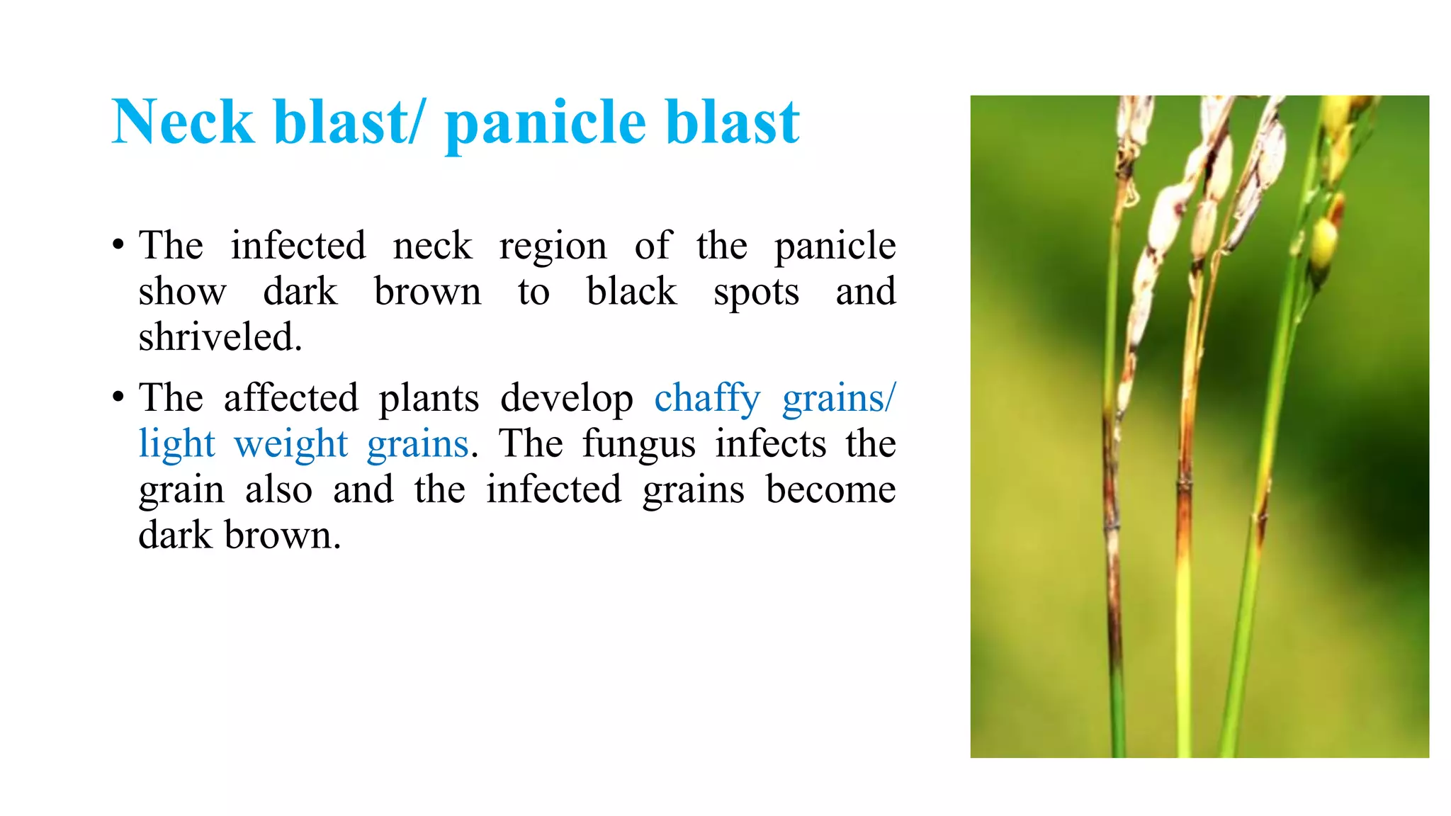 1. Diseases of rice | PPTX