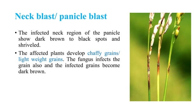 1. Diseases of rice | PPTX