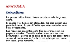 1. caninos.pptx
