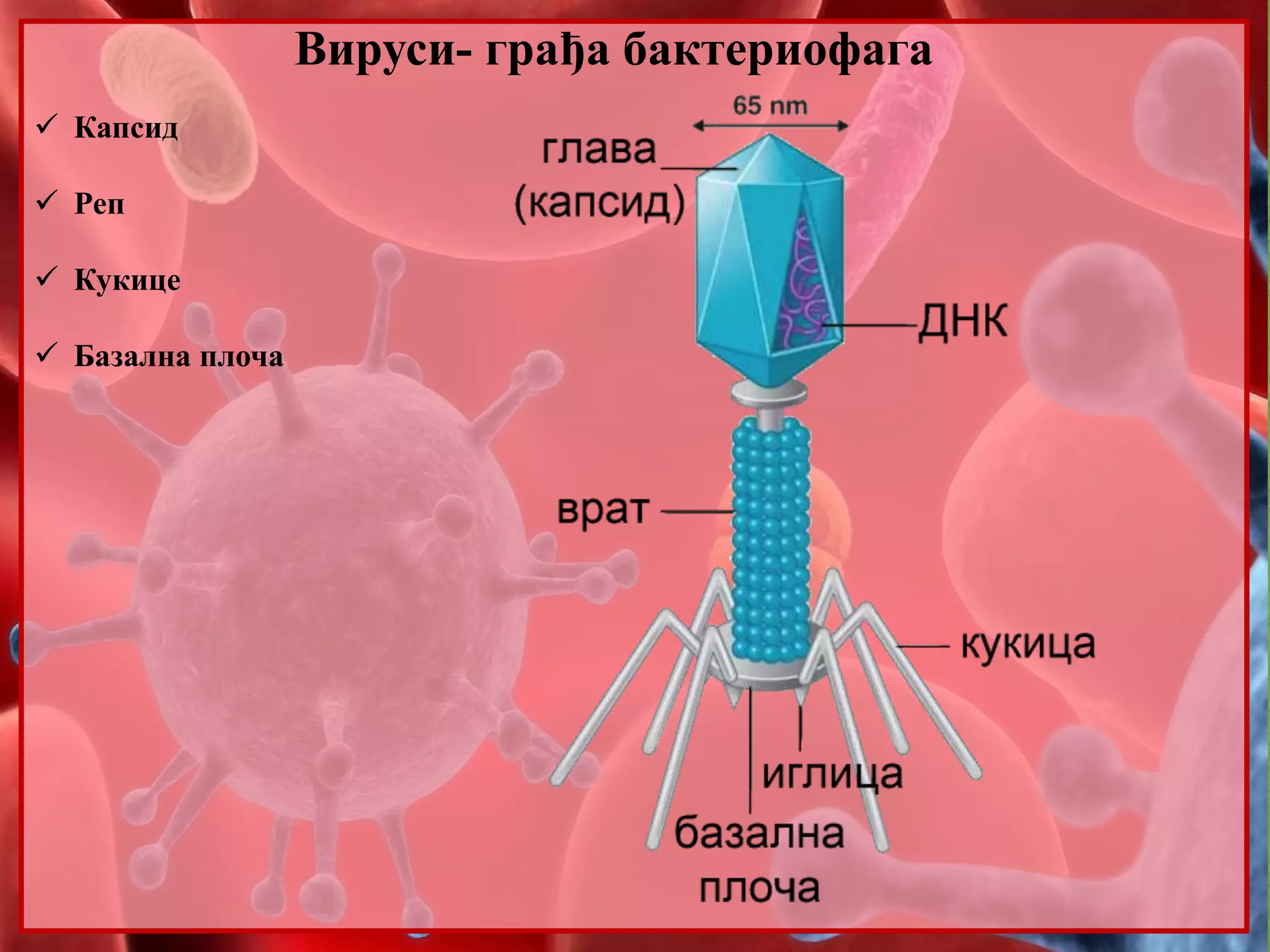1. Virusi.pptx