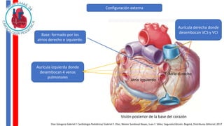1. ANATOMIA CARDIACA.pptx