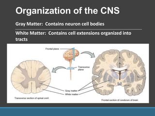 1.BASIC OF NEURO.pdf