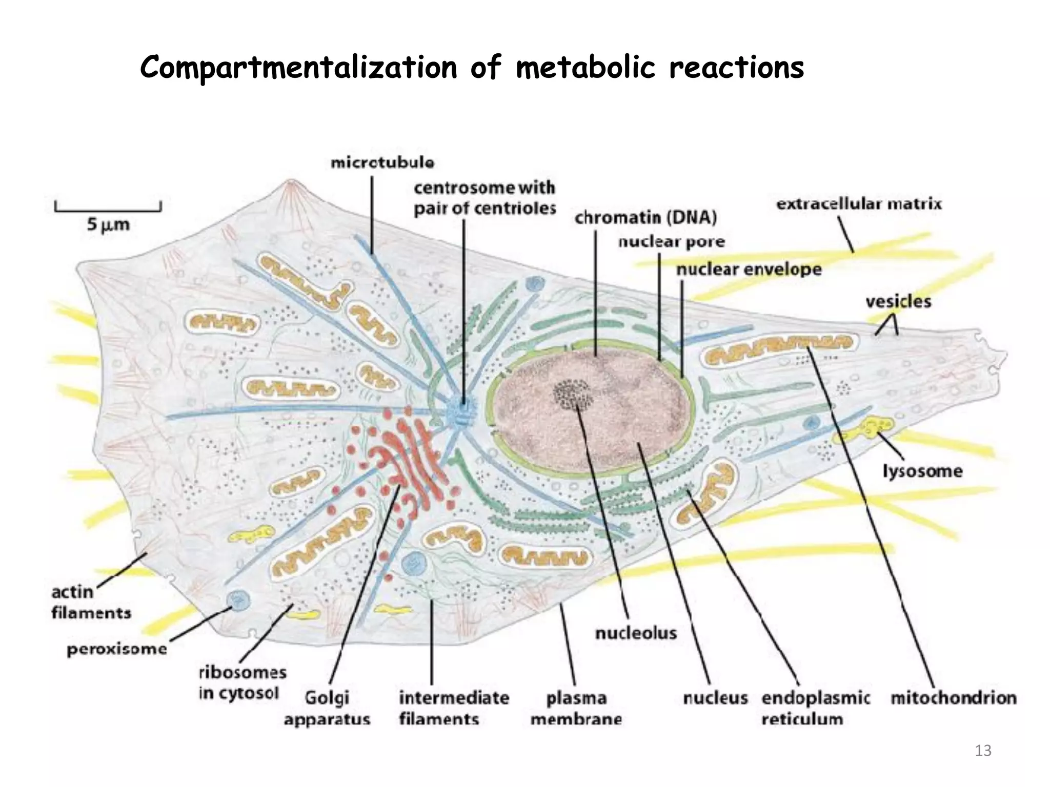 1. OVERVIEW OF METABOLISM.pdf