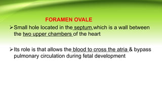 1.fetal circulation,fetal development.ppt
