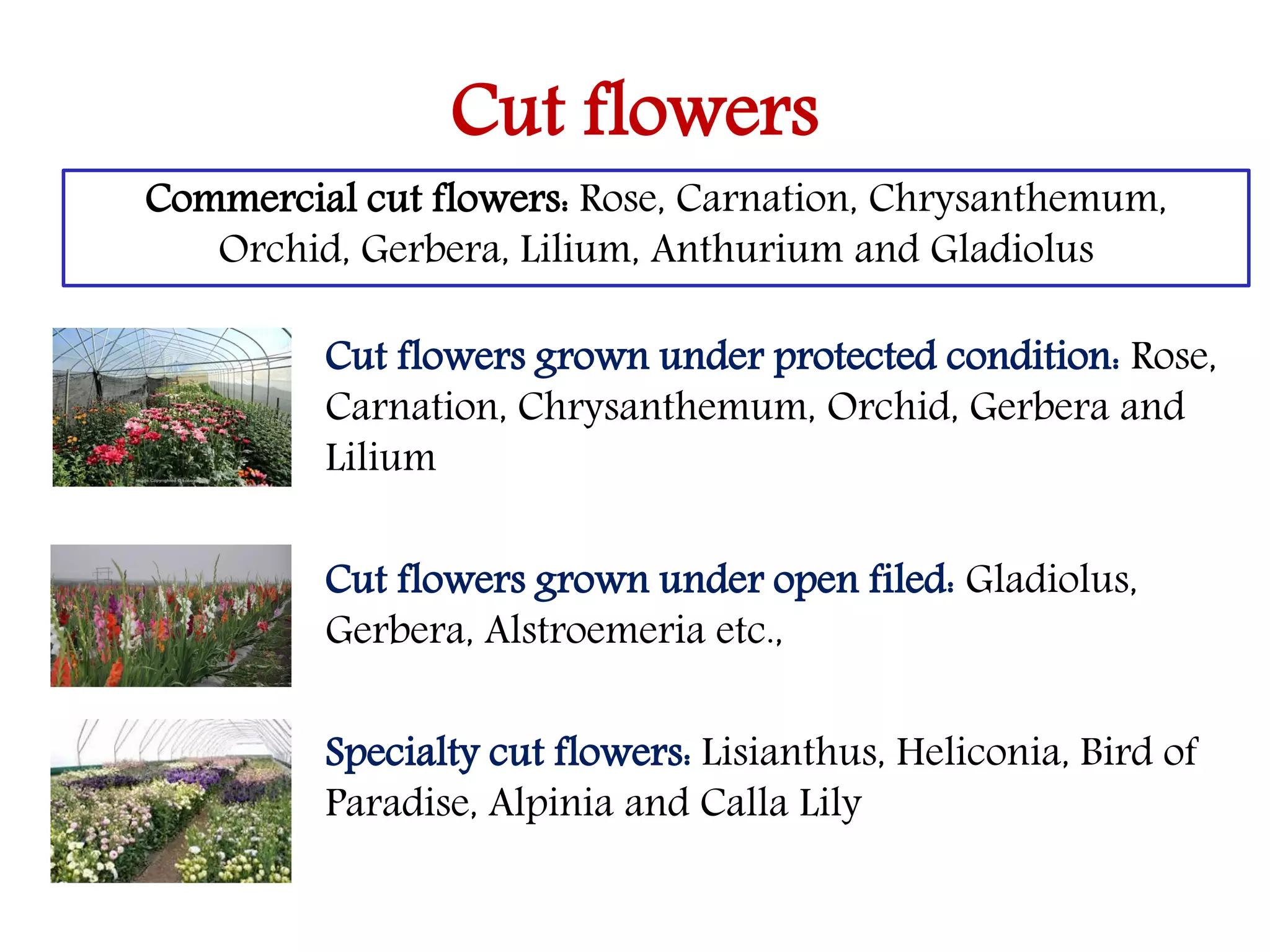 Introduction to Floriculture | PDF